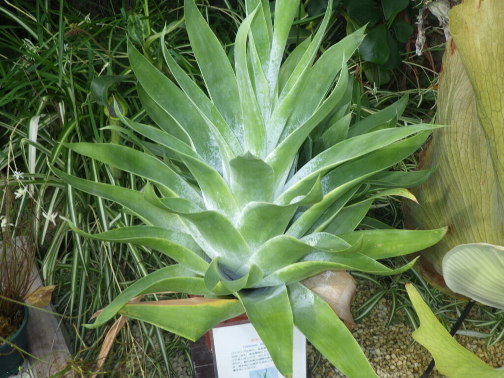 【種子植物図鑑 #104】パイナップル科の種類は？写真一覧 | Ecological Notes Web