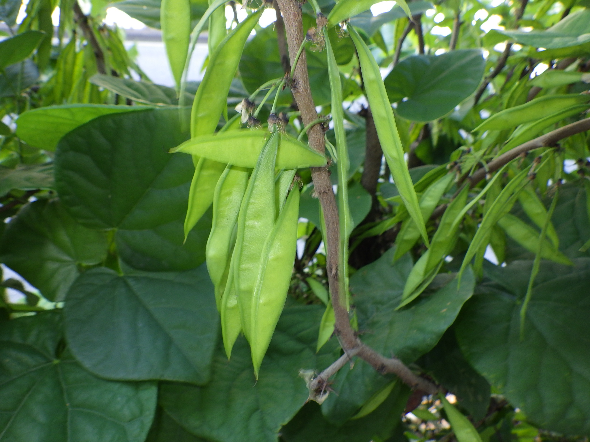 【種子植物図鑑 #153】 マメ科の種類は？写真一覧 | Ecological Notes Web