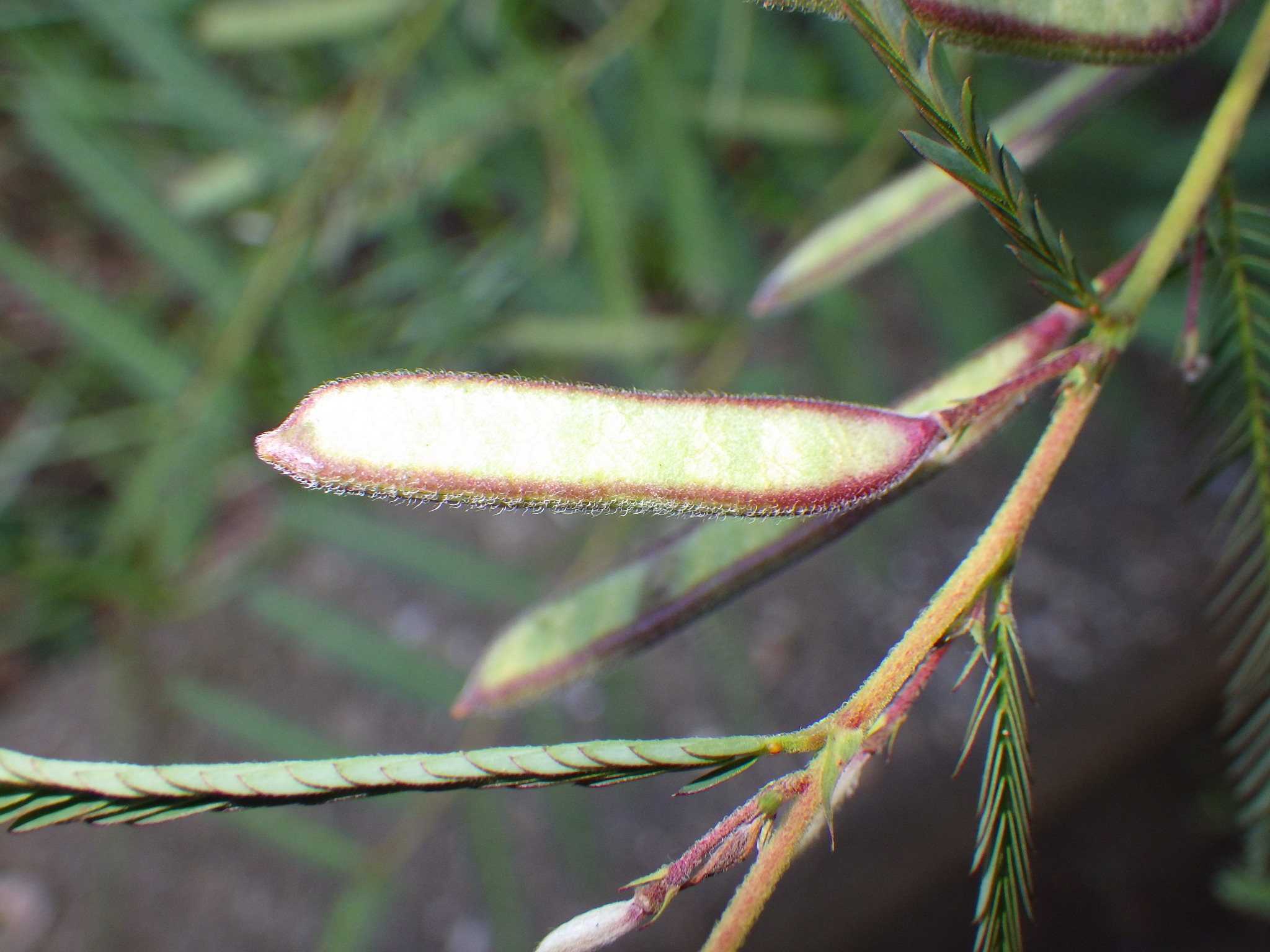 【種子植物図鑑 #153】 マメ科の種類は？写真一覧 | Ecological Notes Web