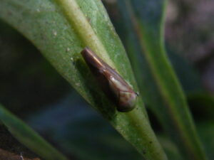 ヨコバイ科の種類は？ウンカとの違いは？害はある？何を食べる？恋愛コミュニケーションは「振動」で行っていた！？体色の役割は ...