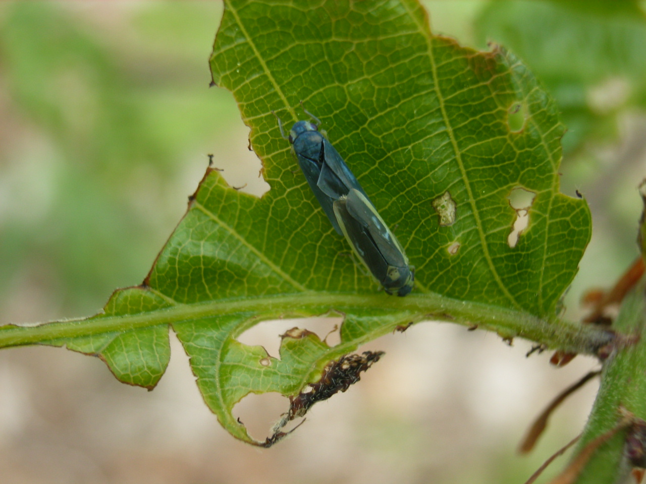 ヨコバイ科の種類は？ウンカとの違いは？害はある？何を食べる？恋愛コミュニケーションは「振動」で行っていた！？体色の役割は ...