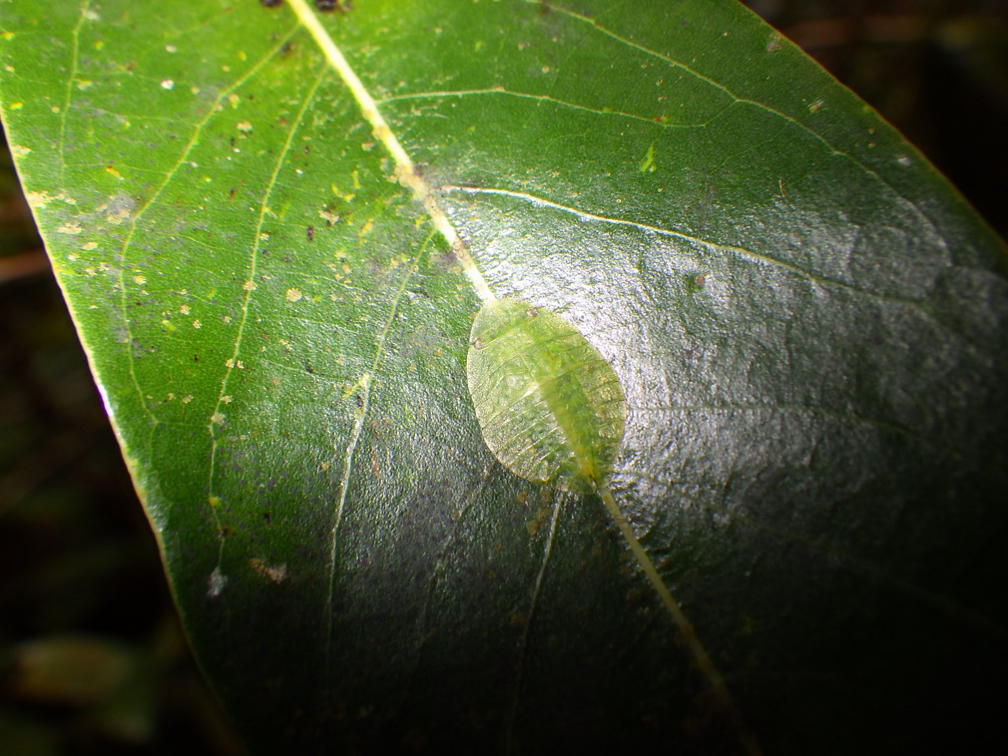 ヨコバイ科の種類は？ウンカとの違いは？害はある？何を食べる？恋愛コミュニケーションは「振動」で行っていた！？体色の役割は ...