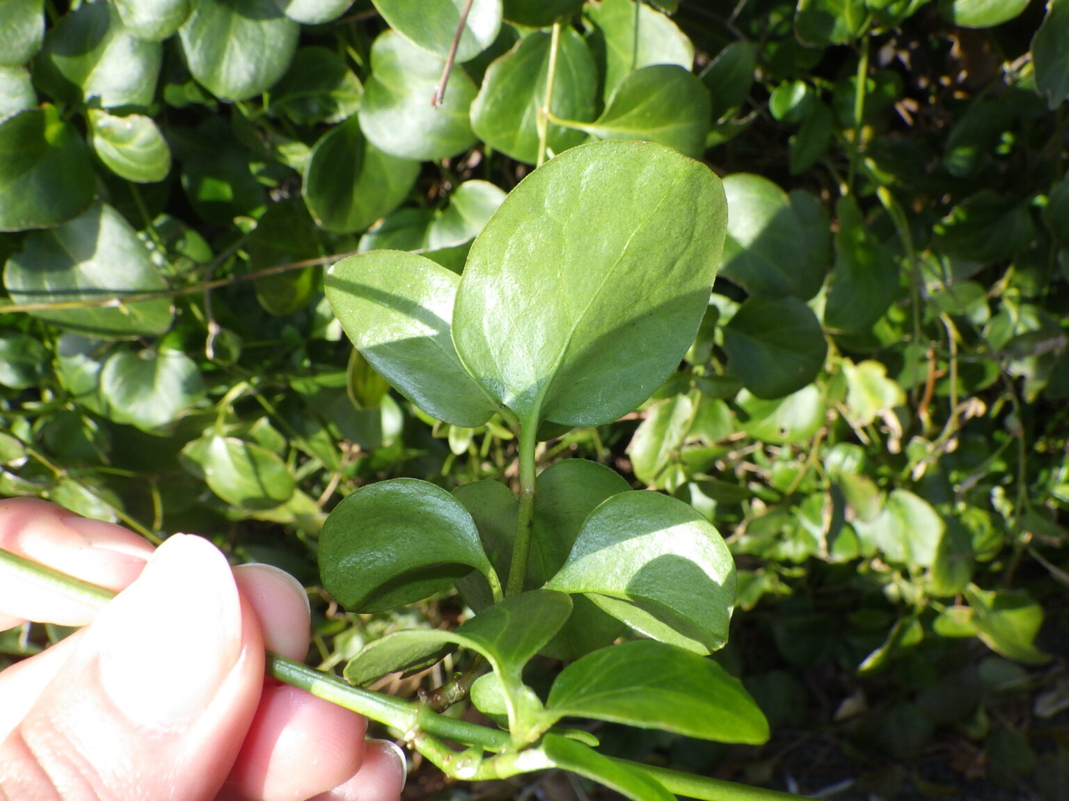 What are the differences between periwinkle, climbing periwinkle (Vinca ...